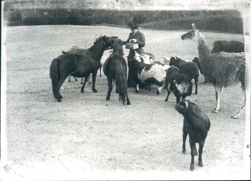 Ponyer, lamaer og geder fodres i Zoologisk Have - kbhbilleder.dk