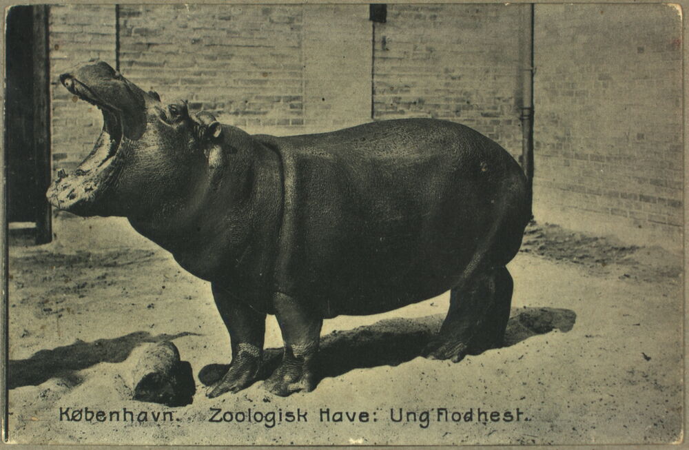 Ung flodhest - kbhbilleder.dk