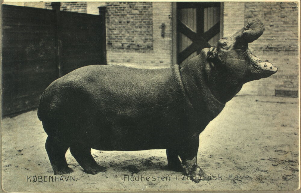 Flodhest - kbhbilleder.dk