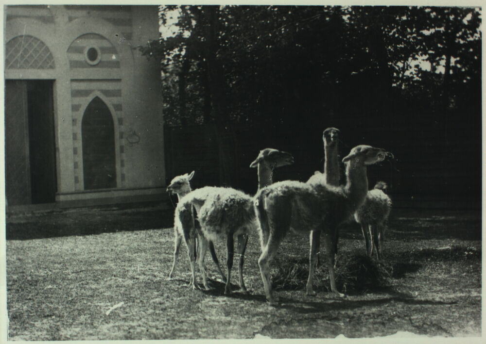 Lamaer - kbhbilleder.dk