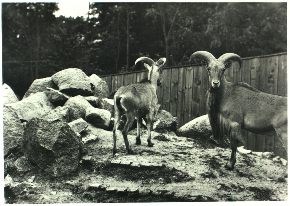Stenbukke - kbhbilleder.dk