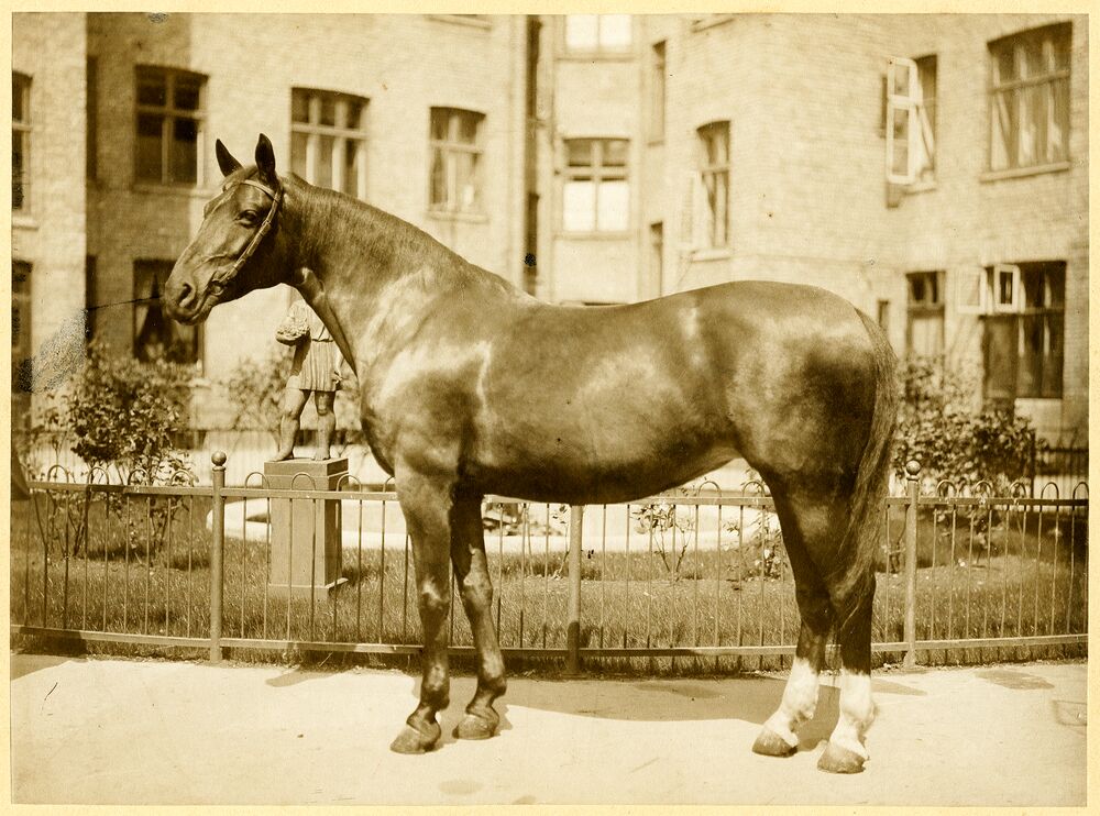 Hest tilhørende slagtermester Christian Rasmussen på Gammel Kongevej ...